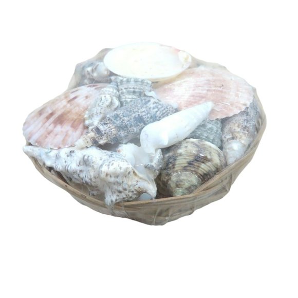 Accents | Assorted Seashell Basket Real Seashells 6 Inch Wicker Basket 1lb Shells | Poshmark